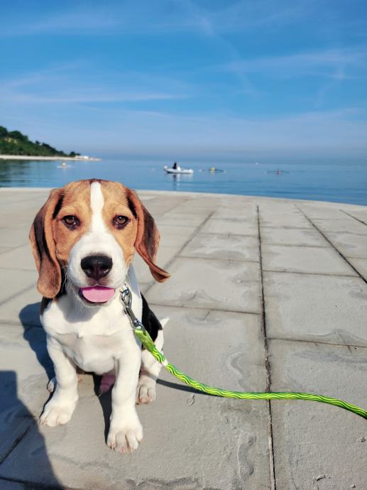 Beagle