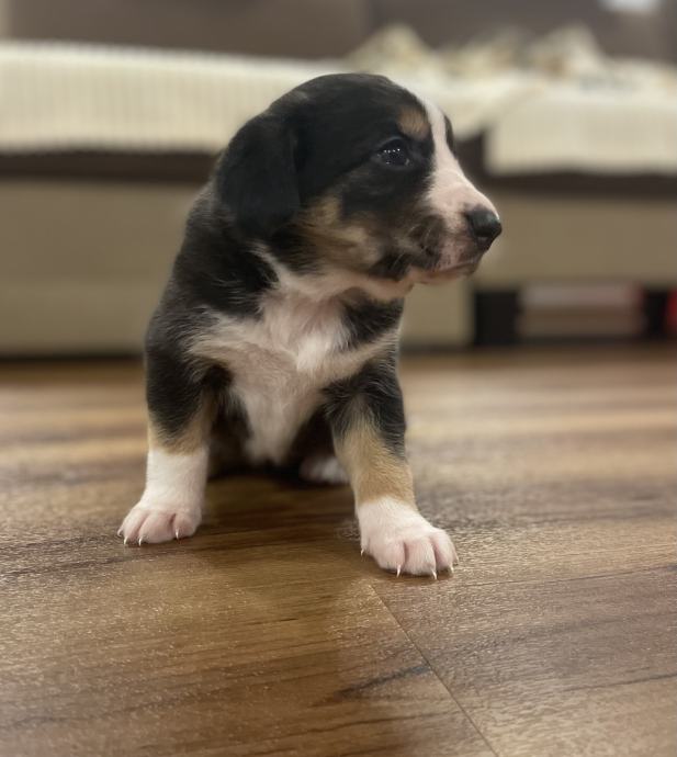 Border collie mladički