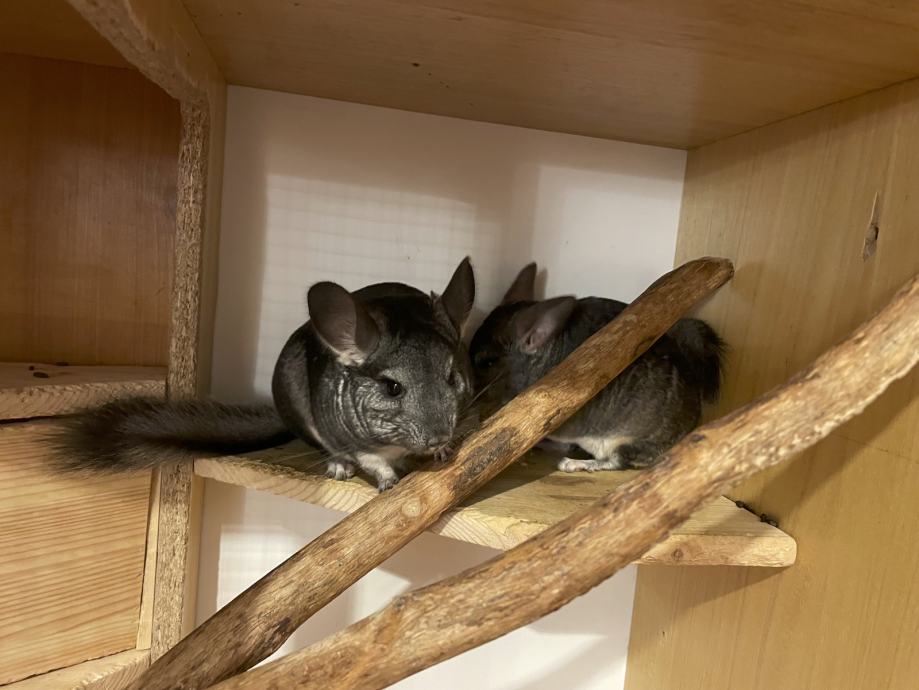 Činčila samec in samica