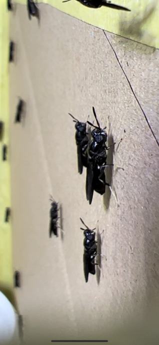 INSEKTNA HRANA ~ črna bojevniška riba (black soldier fly)