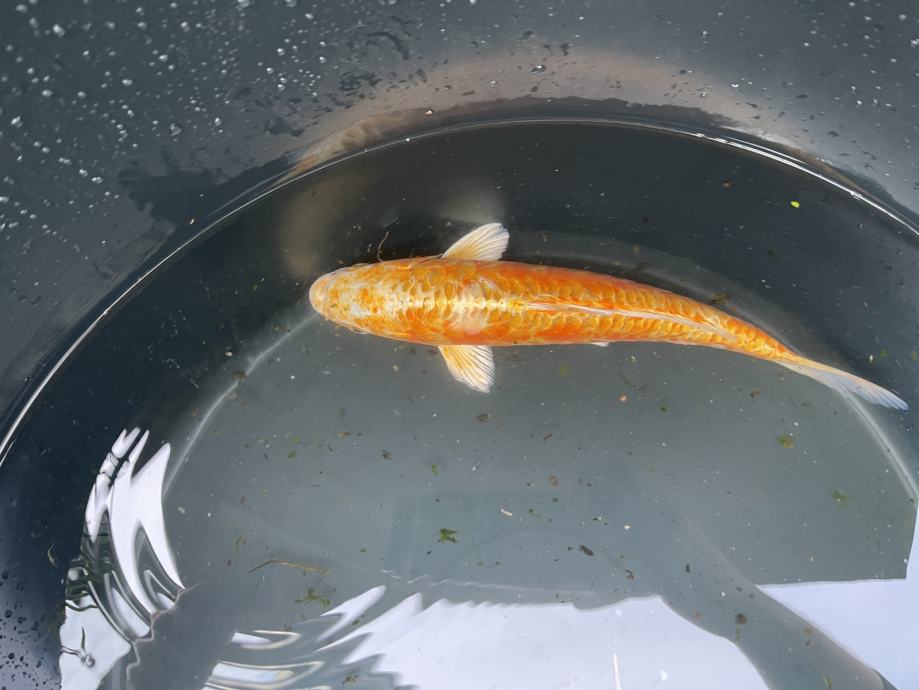 Japonski koi krapi