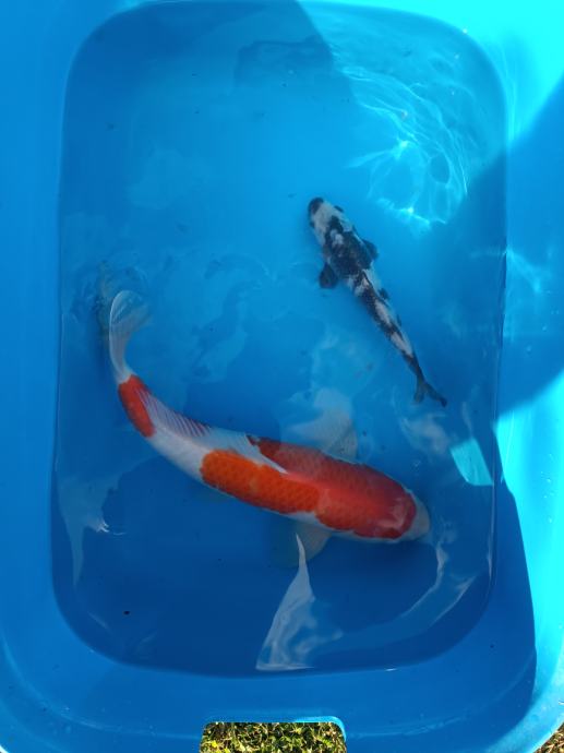 Koi krap kohaku