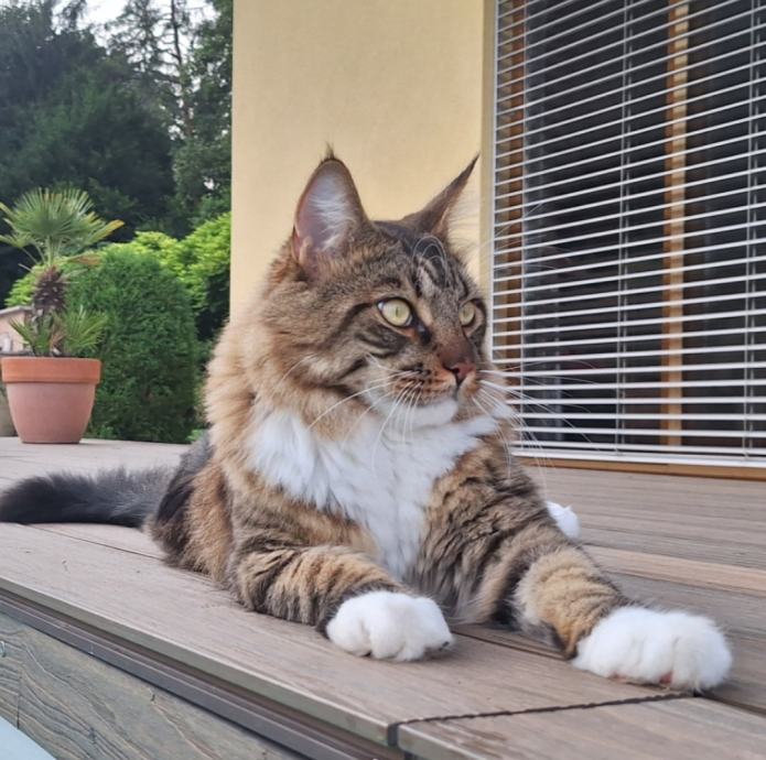 Maine Coon