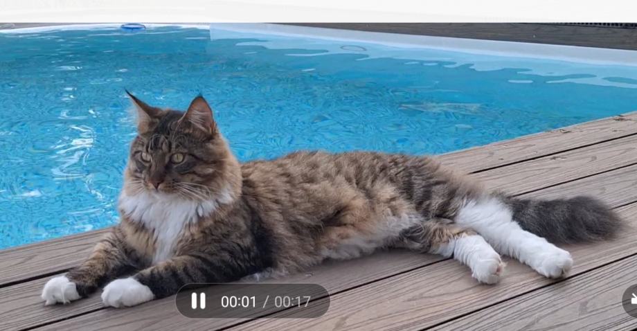 Maine Coon