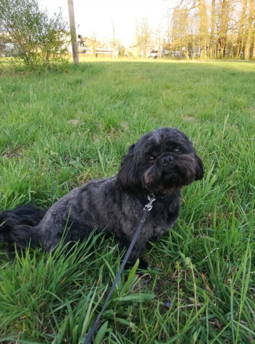 Mali Pes Shih tzu samec črni za parjenje brez redovnika