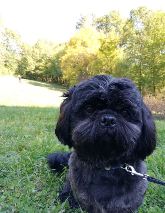 Mali Pes Shih tzu samec črni za parjenje brez redovnika