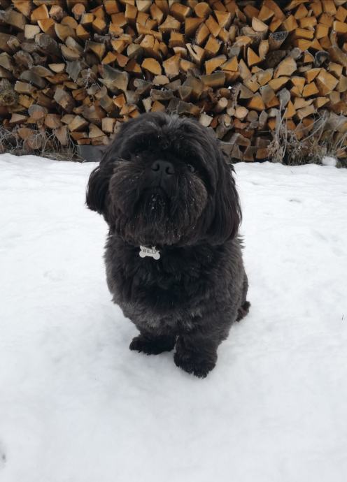 Mali Pes Shih tzu samec črni za parjenje brez redovnika