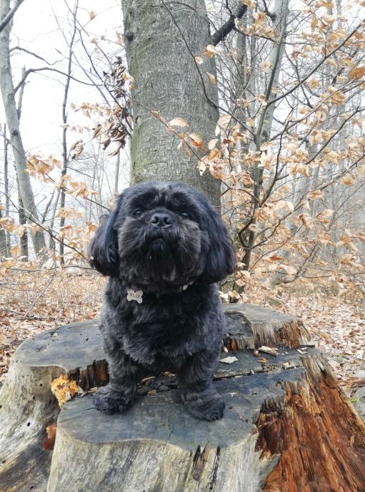 Mali Pes Shih tzu samec črni za parjenje brez redovnika