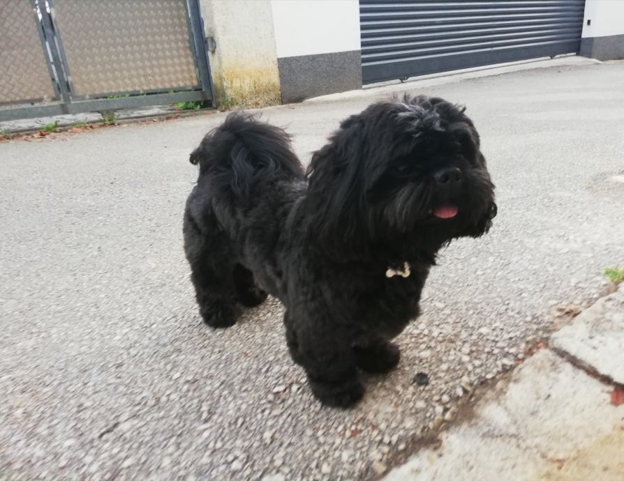 Mali Pes Shih tzu samec črni za parjenje brez redovnika