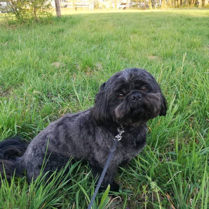 Mali Pes Shih tzu samec črni za parjenje brez redovnika