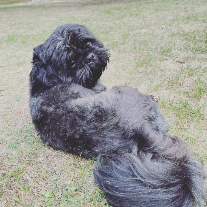 Mali Pes Shih tzu samec črni za parjenje brez redovnika