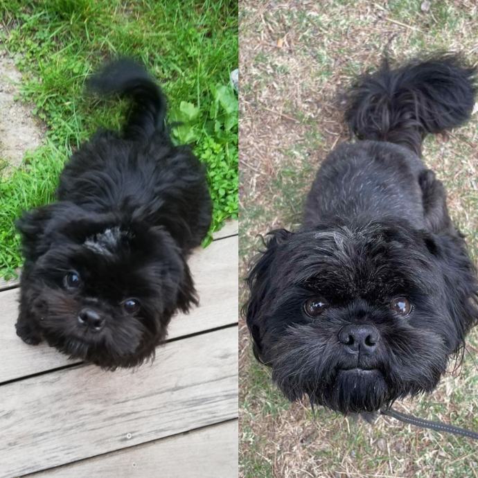Mali Pes Shih tzu samec črni za parjenje brez redovnika
