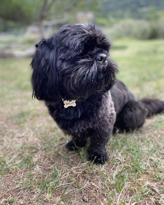 Mali Pes Shih tzu samec črni za parjenje brez redovnika