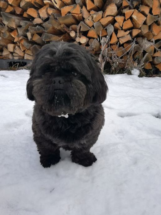 Mali Pes Shih tzu samec črni za parjenje brez redovnika