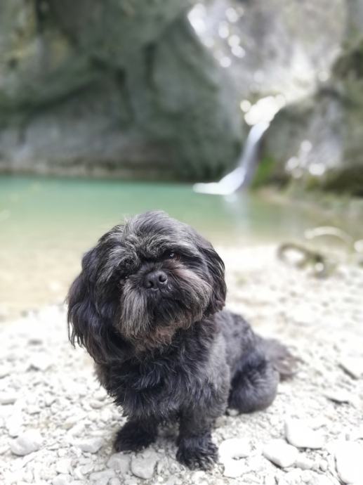 Mali Pes Shih tzu samec črni za parjenje brez redovnika