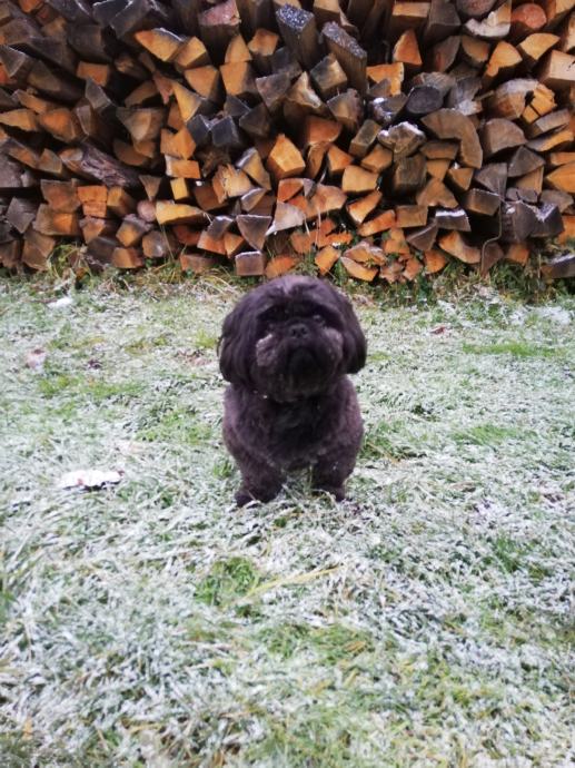 Mali Pes Shih tzu samec črni za parjenje brez redovnika
