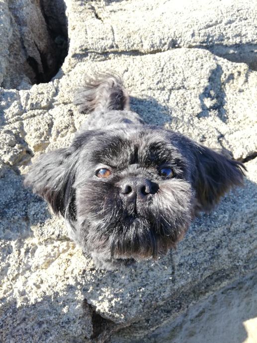 Mali Pes Shih tzu samec črni za parjenje brez redovnika