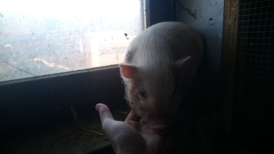 Mini ameriški pujsi