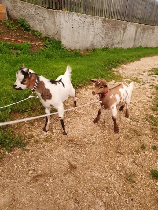 Mini kozice