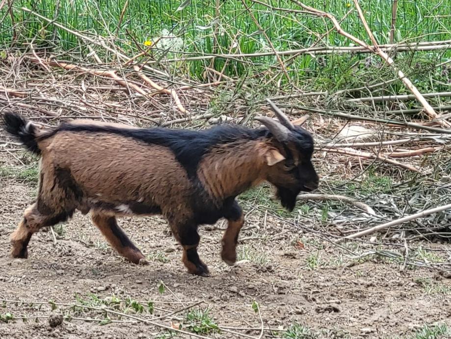 Mini himalajske koze