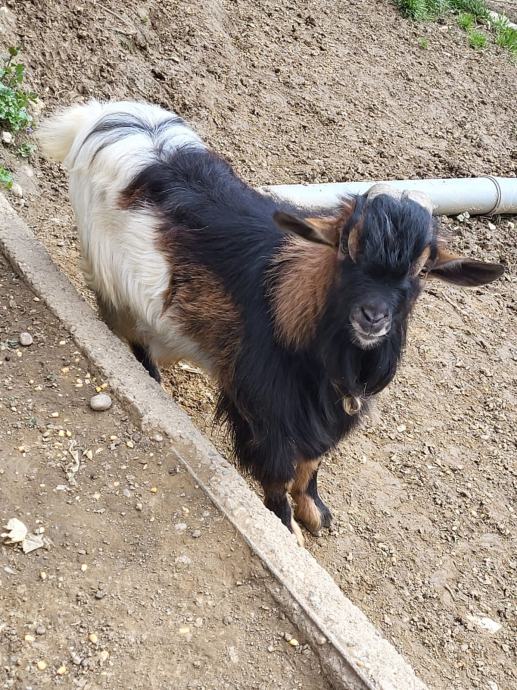 Mini himalajske koze