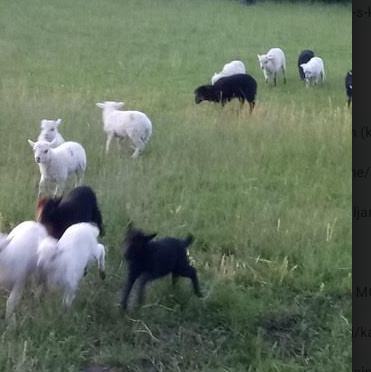 Mini ovce / ovčke; črne, bele, rjave