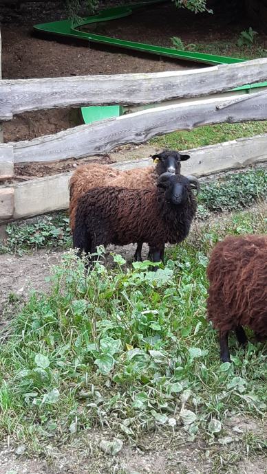 Mini quesant ovca-samec