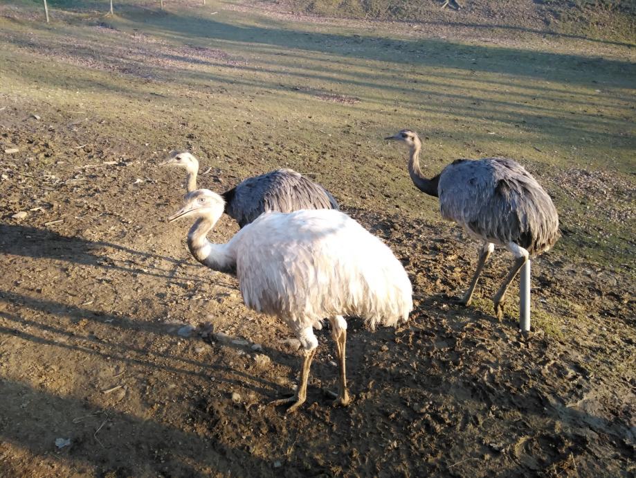 Par nandujev -mozna menjava