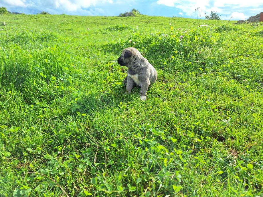 PES KANGAL
