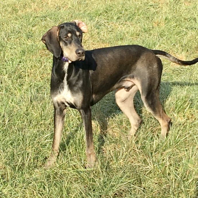 Pes križanec nemški ptičar pointer