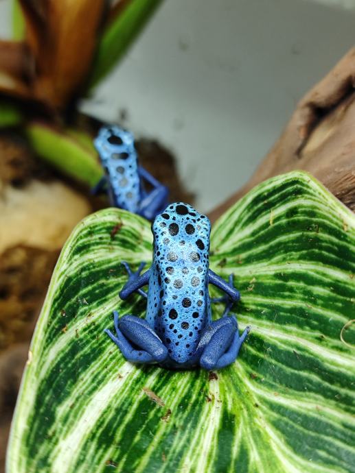 POISON DART FROG (strupene žabe)