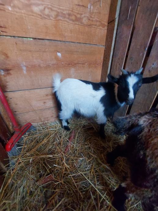 PRODAM 2 MINI KOZI IN MINI KOZLIČKA