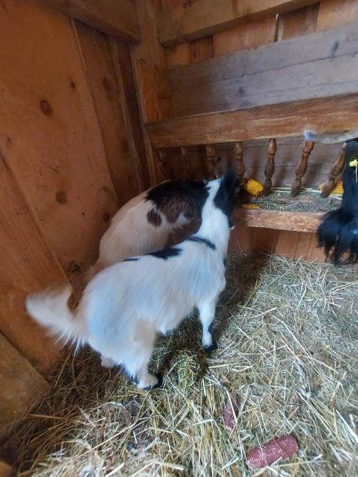 Prodam 2 Mini Kozi In Mini KozliČka