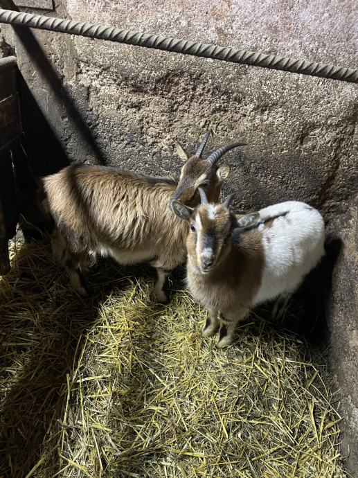 Prodam 2 Mini Kozi Z MladiČem