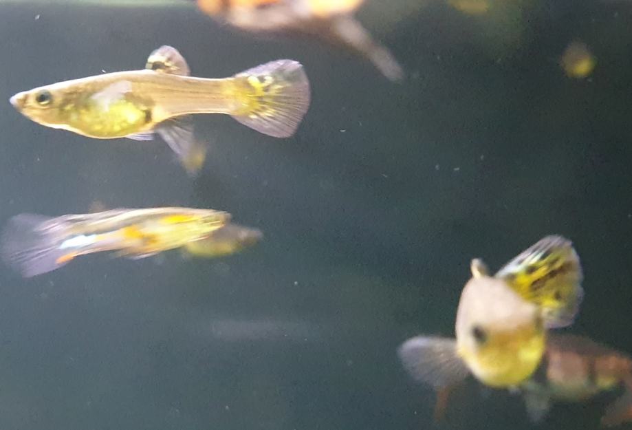 Male akvarijske ribice gupiji