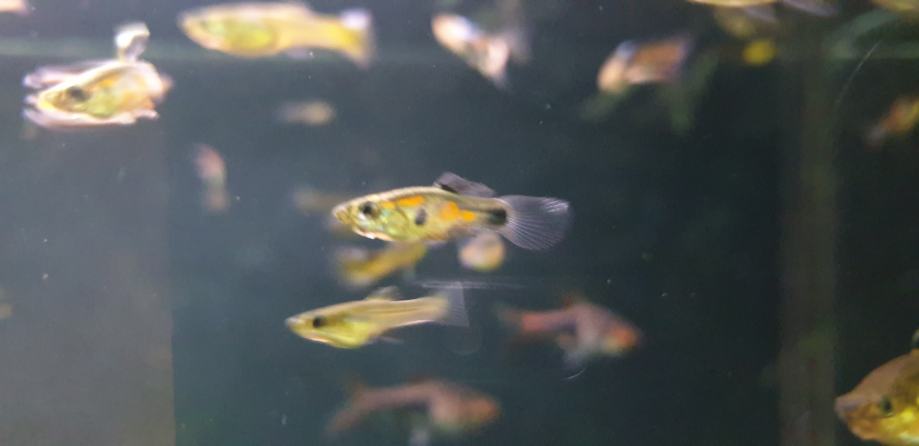 Male akvarijske ribice gupiji