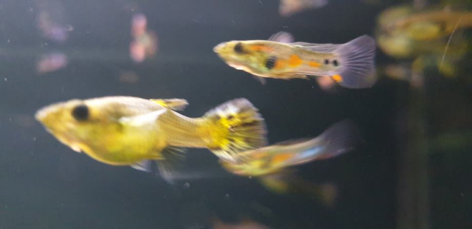 Male akvarijske ribice gupiji