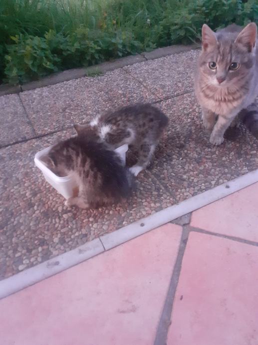 Male, tigraste muce