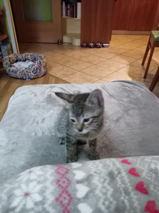 Podarim Mucek /mucka