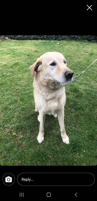 Podarimo psa večje rasti