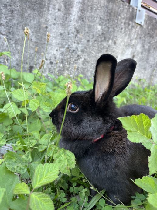 Pritlikavi kunec - zajec PODARIM