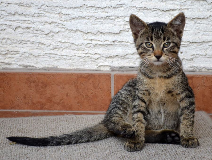 Tigrasti mucki samčki, starost 2,5 meseca
