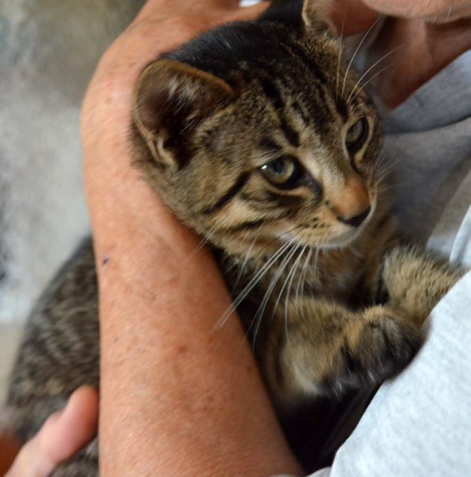 Tigrasti mucki samčki, starost 2,5 meseca