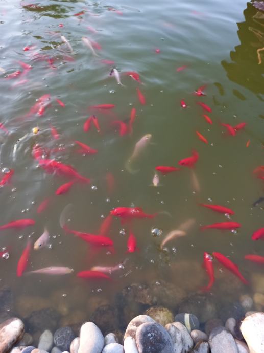 Zlate ribice za ribnik