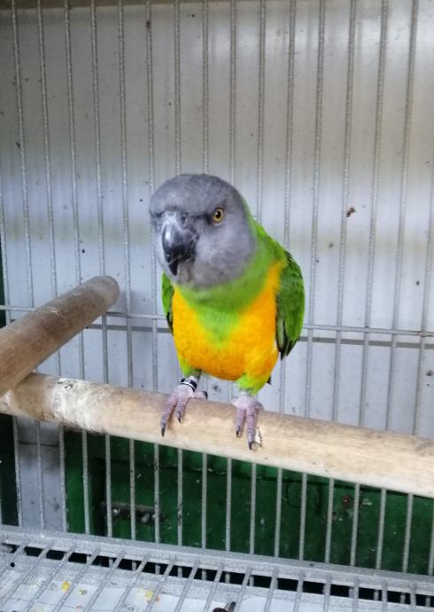 Afriške papige - mladički, vzrejni par