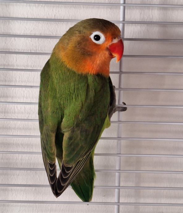Agapornis papiga s kletko