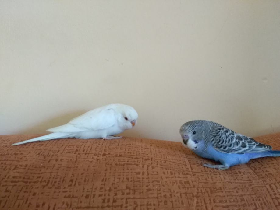 MLADE PAPIGE SKOBČEVKE