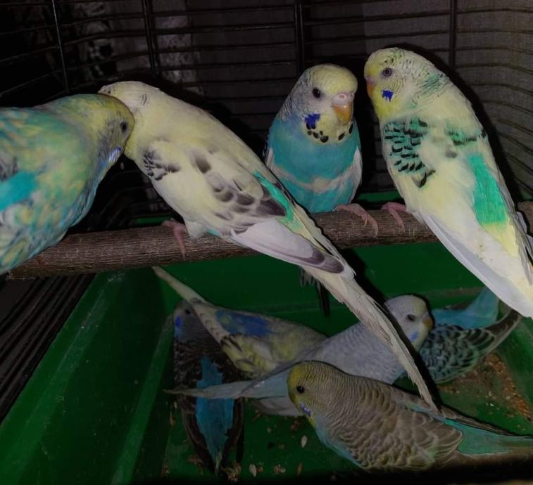 Nimfe, skobčevke, mali aleksandri, konure, rozele rubin