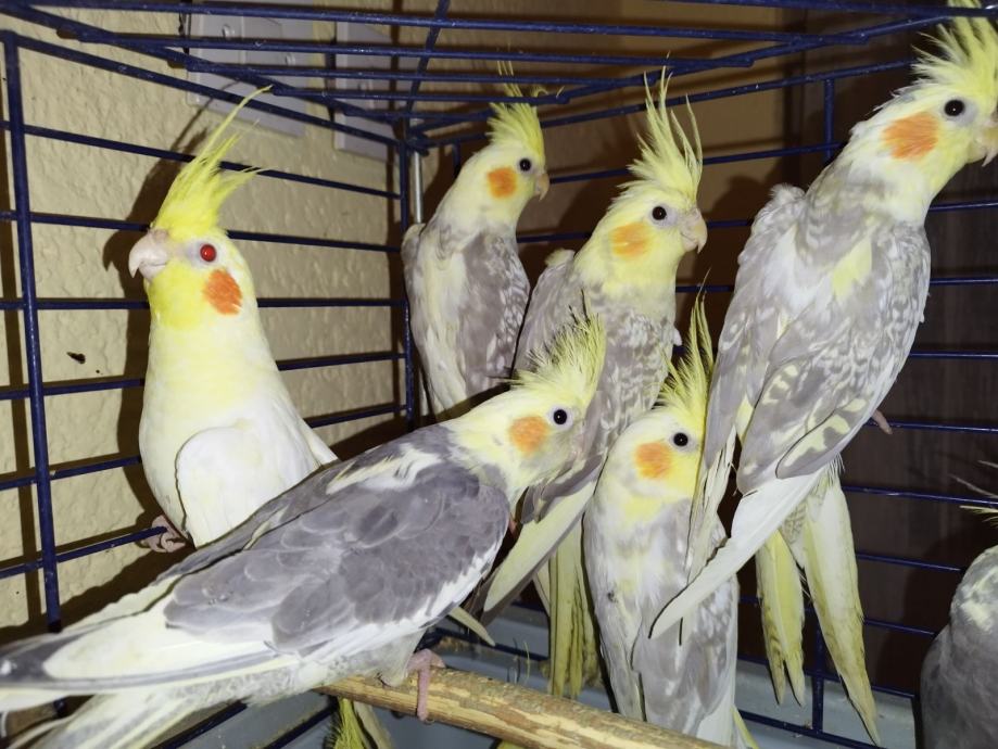 Nimfe, skobčevke, mali aleksandri, konure, rozele rubin