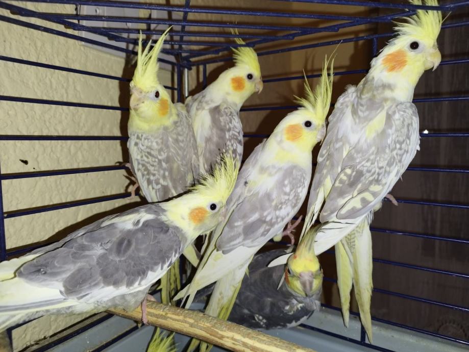 Nimfe, skobčevke, slivoglavi aleksandri, rozele navadne in rubin